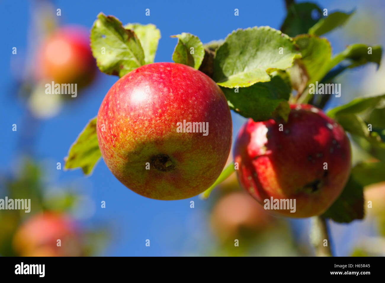 Apple tree crop shiny growing hi-res stock photography and images - Alamy
