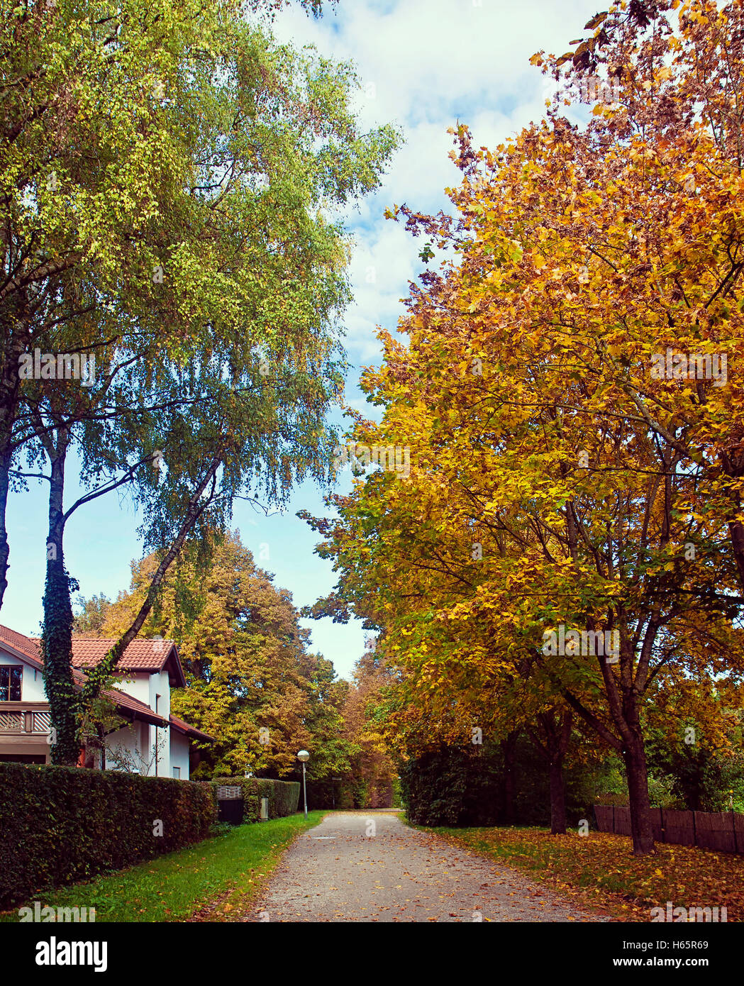 Bavaria, residential urban street flanked by high trees with golden ...