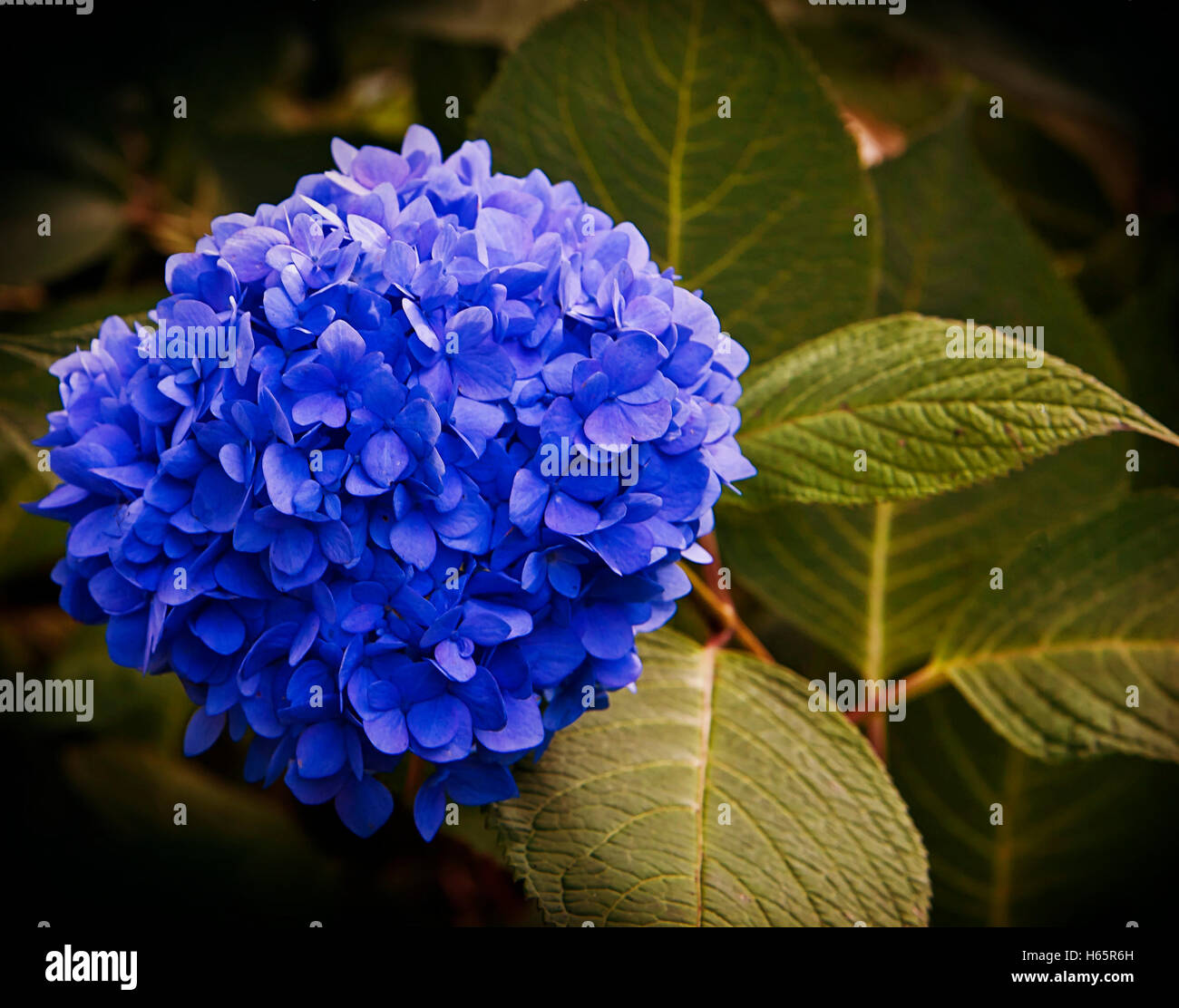 Dark blue hydrangea in garden with blurred dark background Stock Photo ...