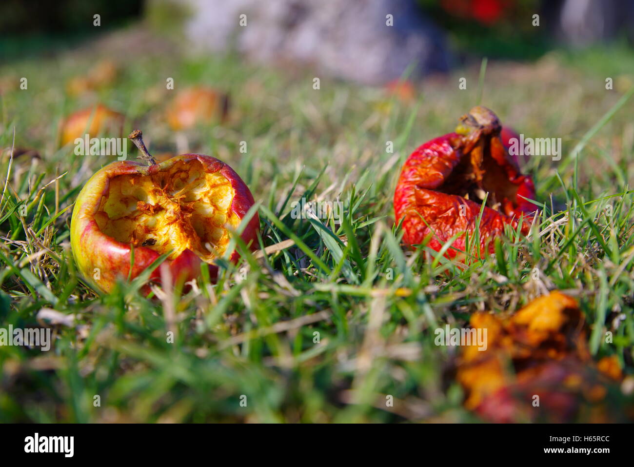 Fallen Apples Rotting on ground Stock Photo - Alamy