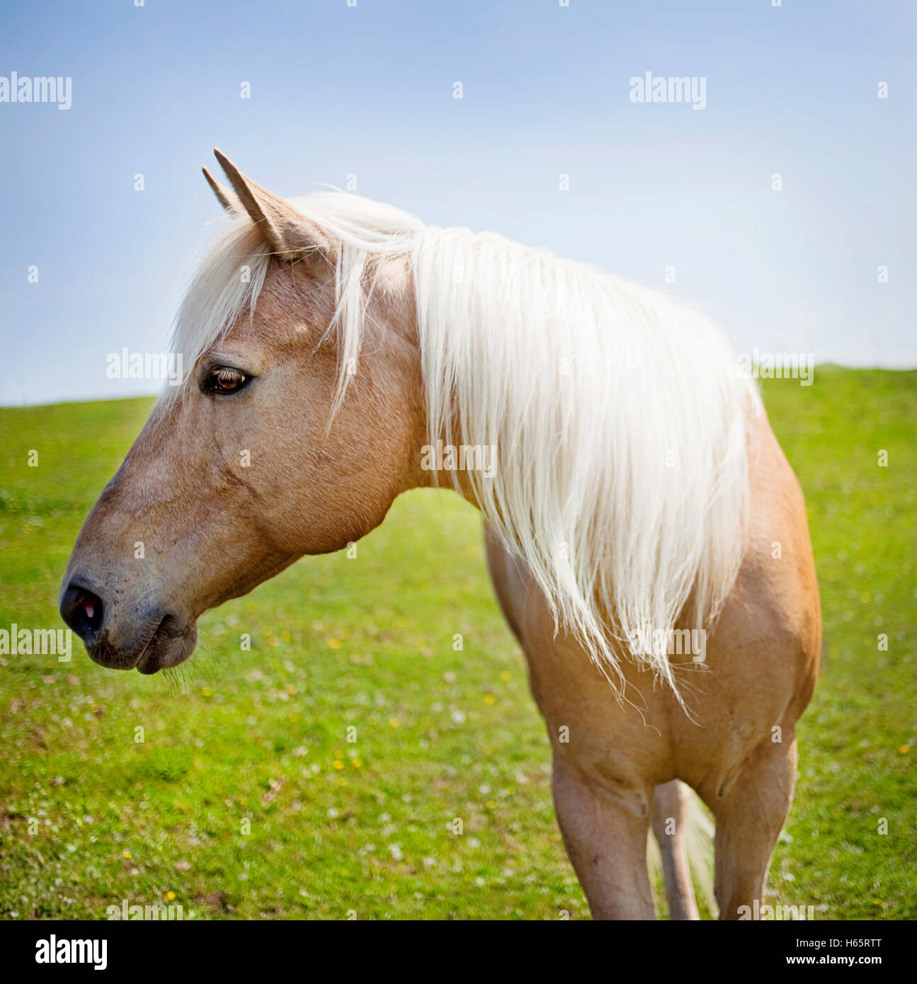 Flowing mane hi-res stock photography and images - Alamy