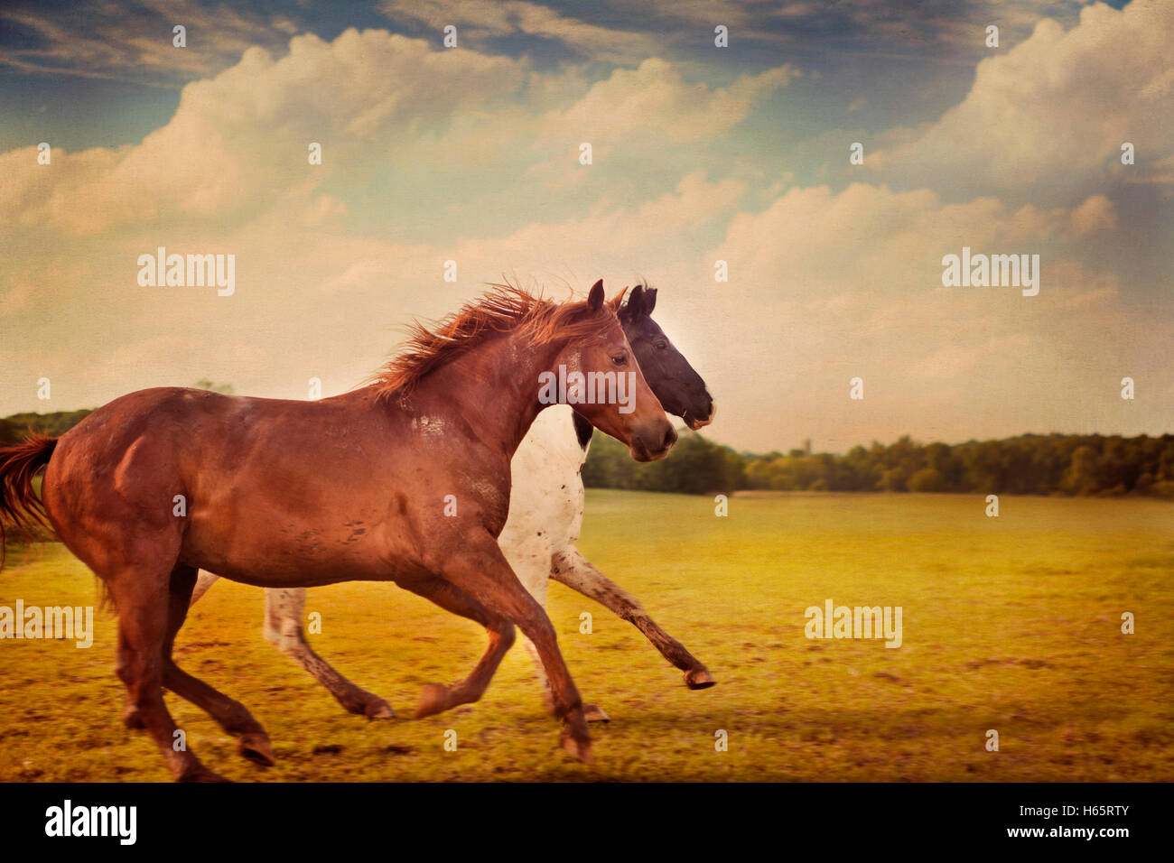 Two horses running hi-res stock photography and images - Alamy