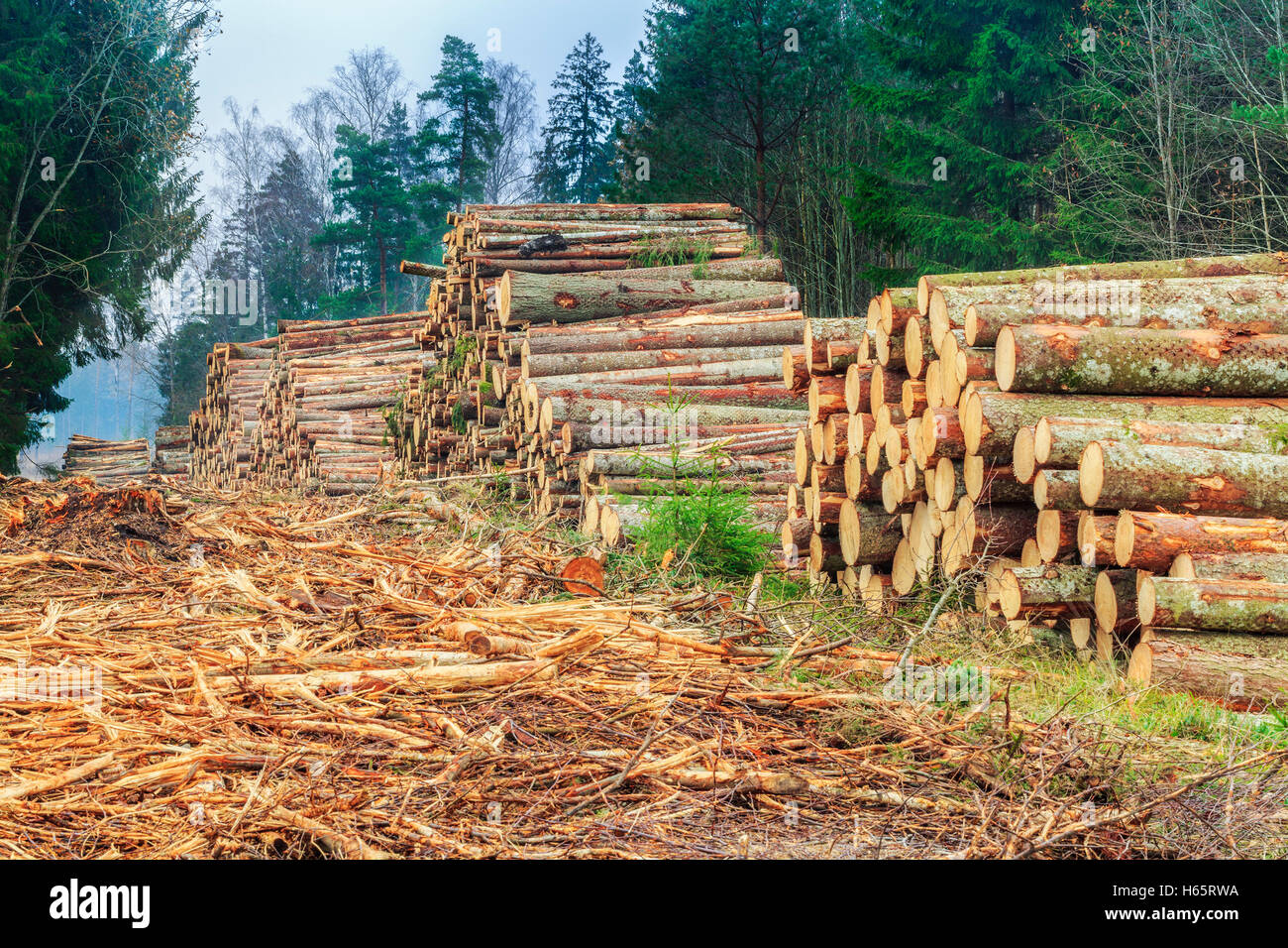 Piles of logs in the forest Stock Photo - Alamy