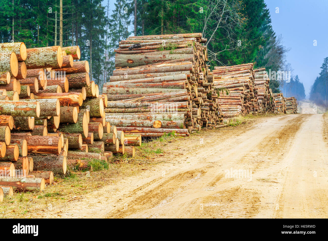 Piles of logs in the forest near road Stock Photo - Alamy