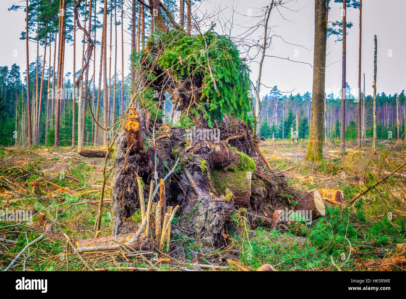 Destroyed forest hi-res stock photography and images - Alamy