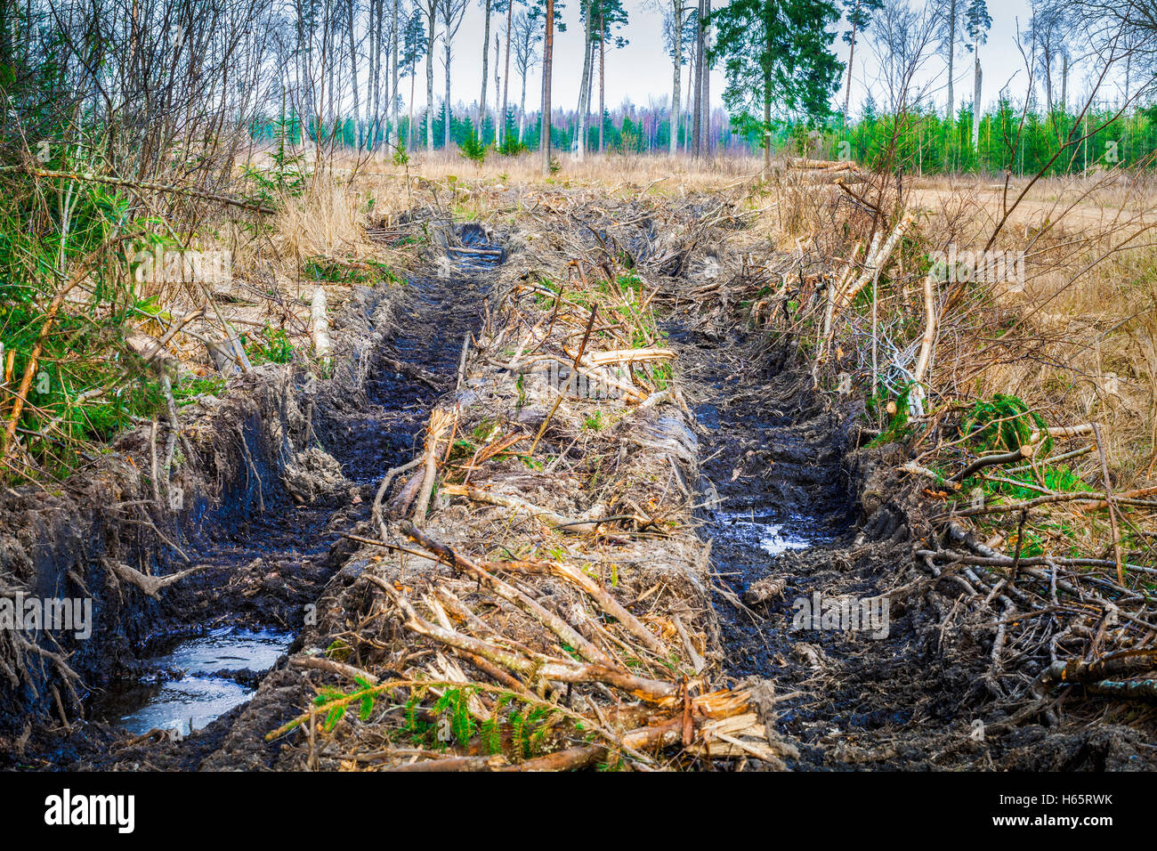 Rutted forest road in autumn Stock Photo - Alamy