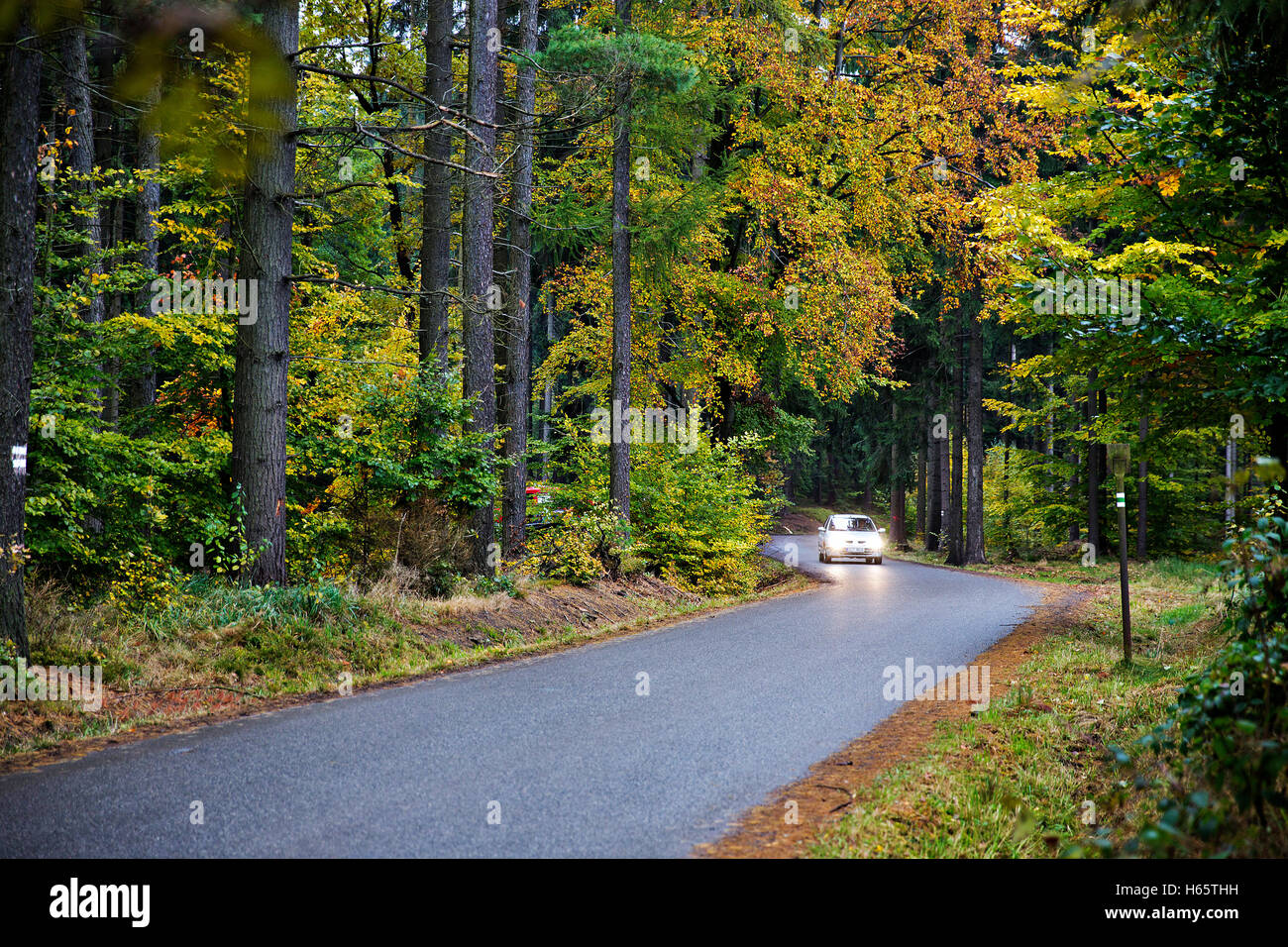 forest, road, autumn, trees, leaf, leaves Stock Photo - Alamy
