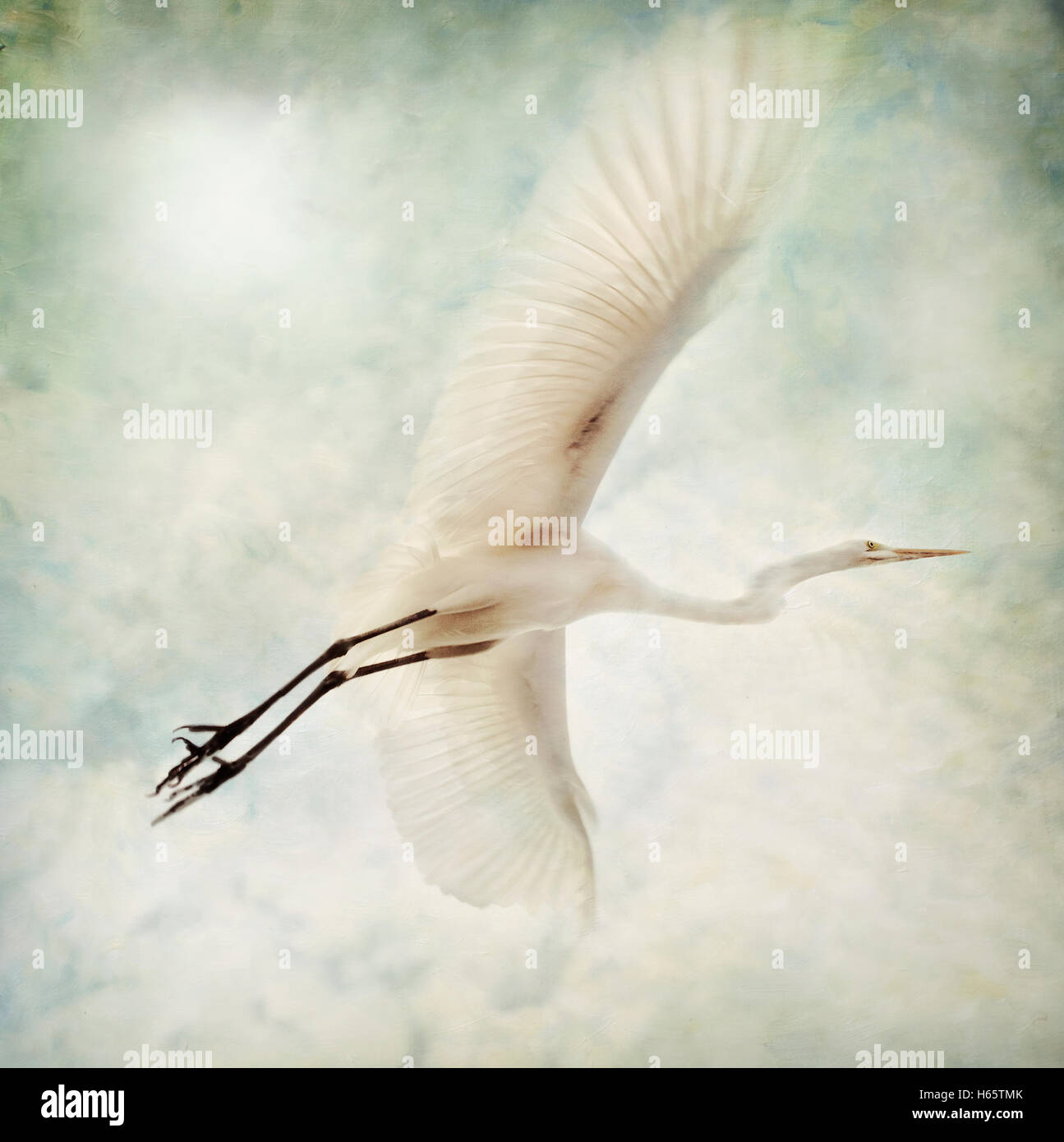 White Egret Bird in Flight Stock Photo - Alamy