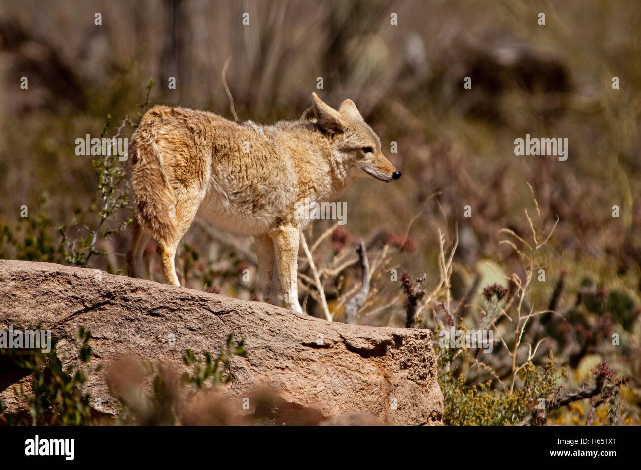 Sonoran Desert Coyote