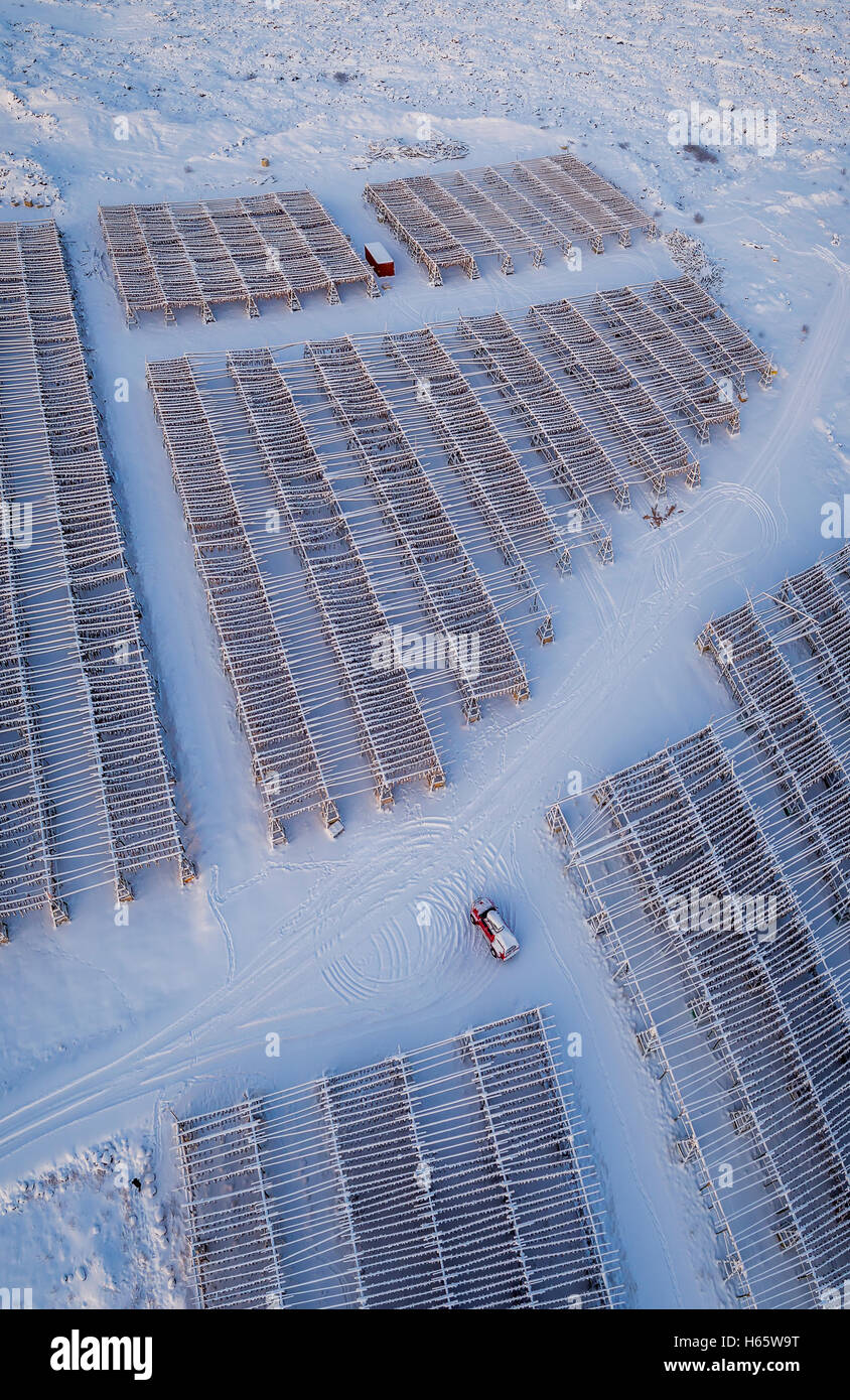 Top view of hanging fish drying in the open air, Reykjanes Peninsula ...