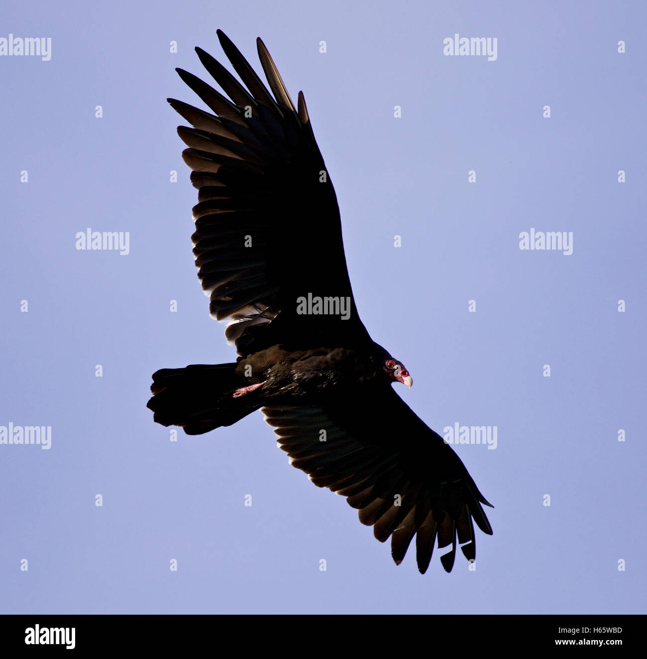 Isolated image of a vulture flying in the sky Stock Photo - Alamy