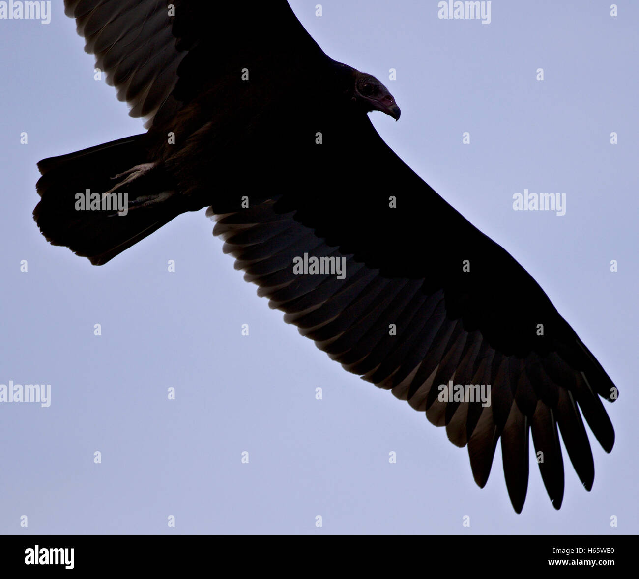 Isolated image of a vulture flying in the sky Stock Photo - Alamy