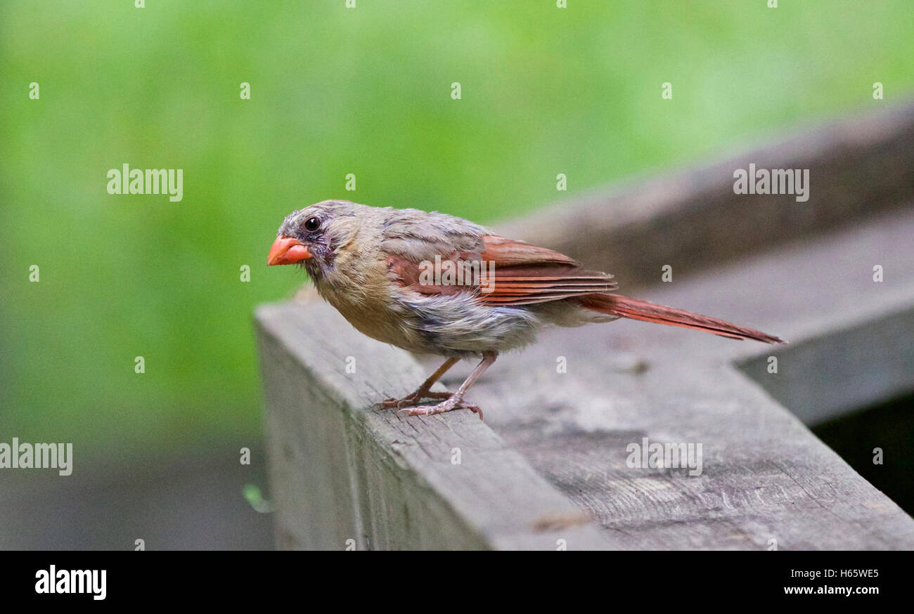 Short stocky bird hi-res stock photography and images - Alamy