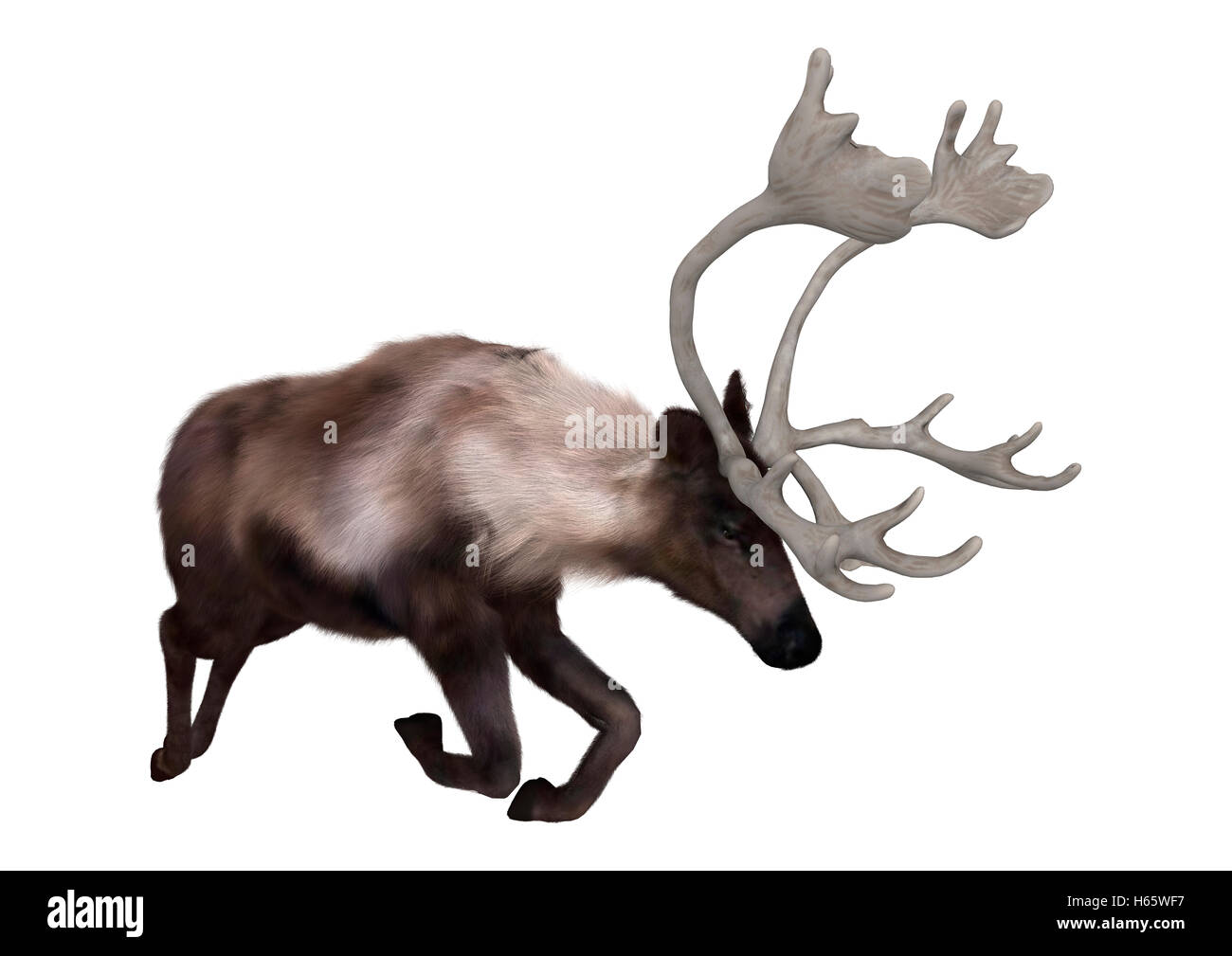3D rendering of a caribou jumping isolated on white background Stock ...