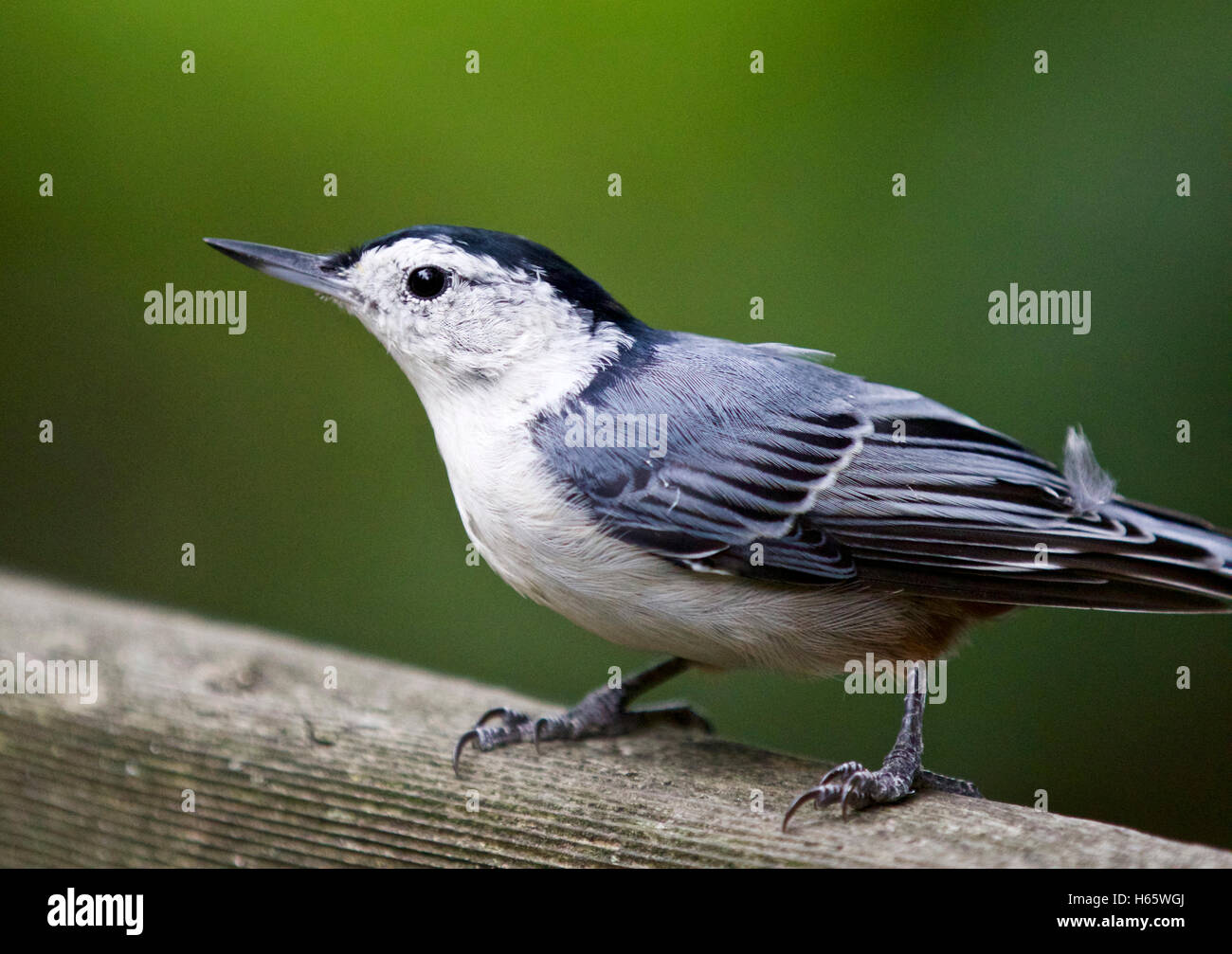 Beautiful isolated photo of a white-breasted nuthatch Stock Photo - Alamy