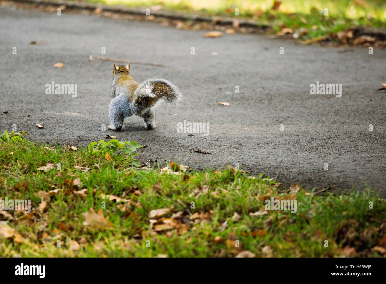 Back of a grey/gray squirrel in a classic position on park lane during ...
