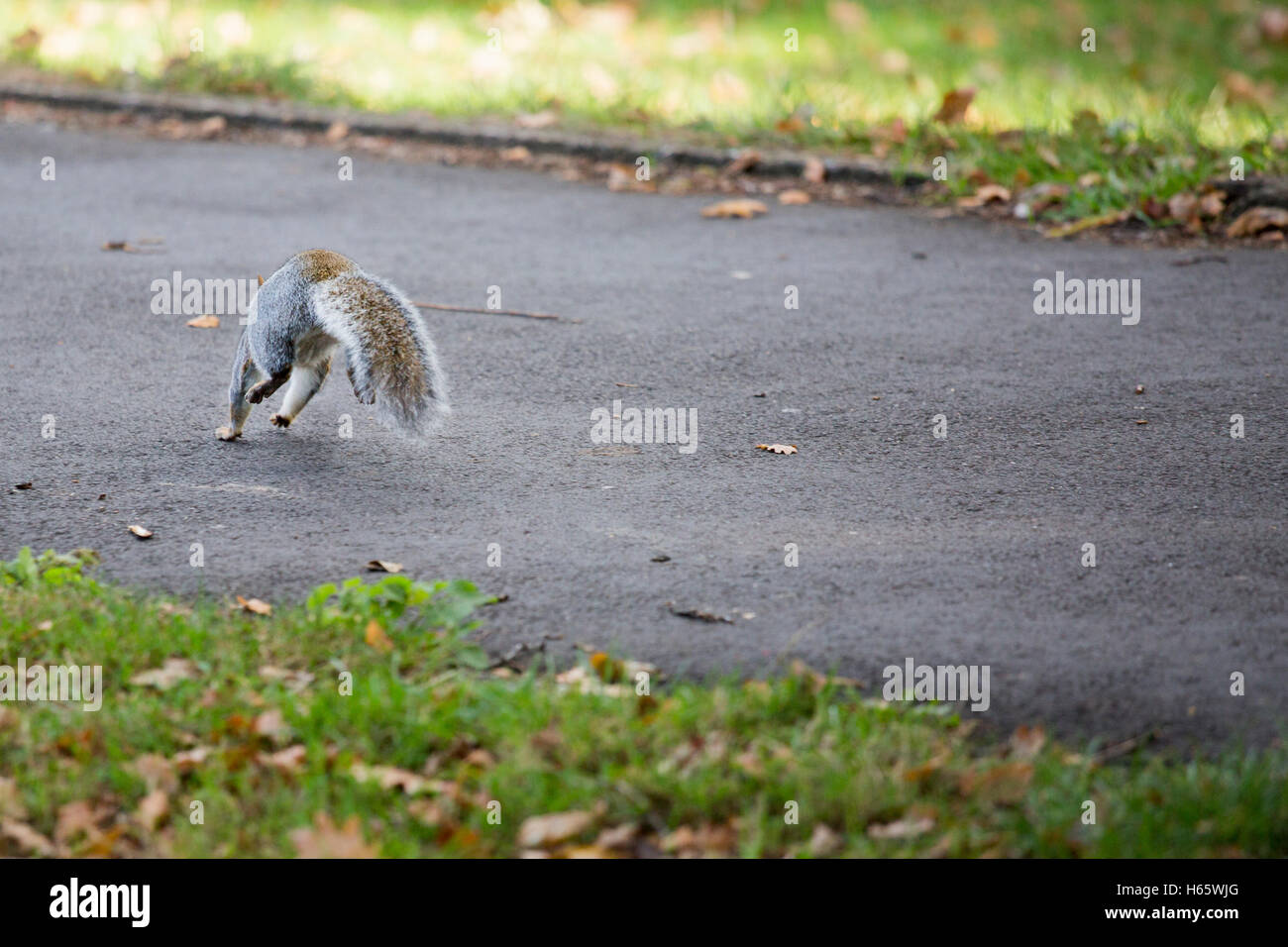 Back of a grey/gray squirrel jumping on a path in a park in autumn ...