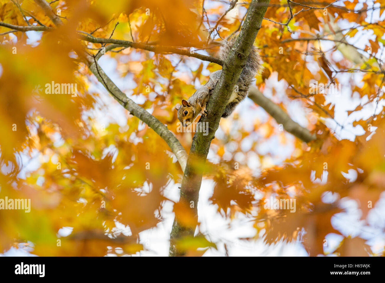 A grey/gray squirrel on a tree with warm golden foliage during autumn ...