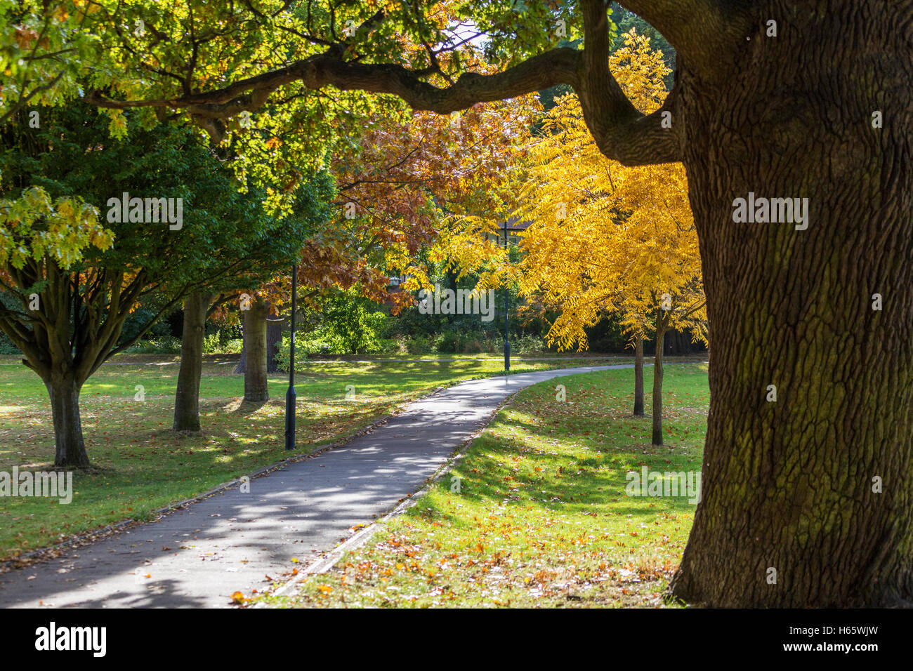 A path in a park in autumn Stock Photo - Alamy