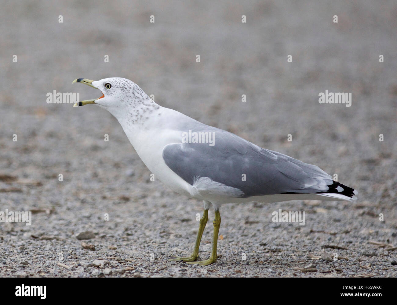 Funny isolated photo of a screaming gull on the shore Stock Photo - Alamy