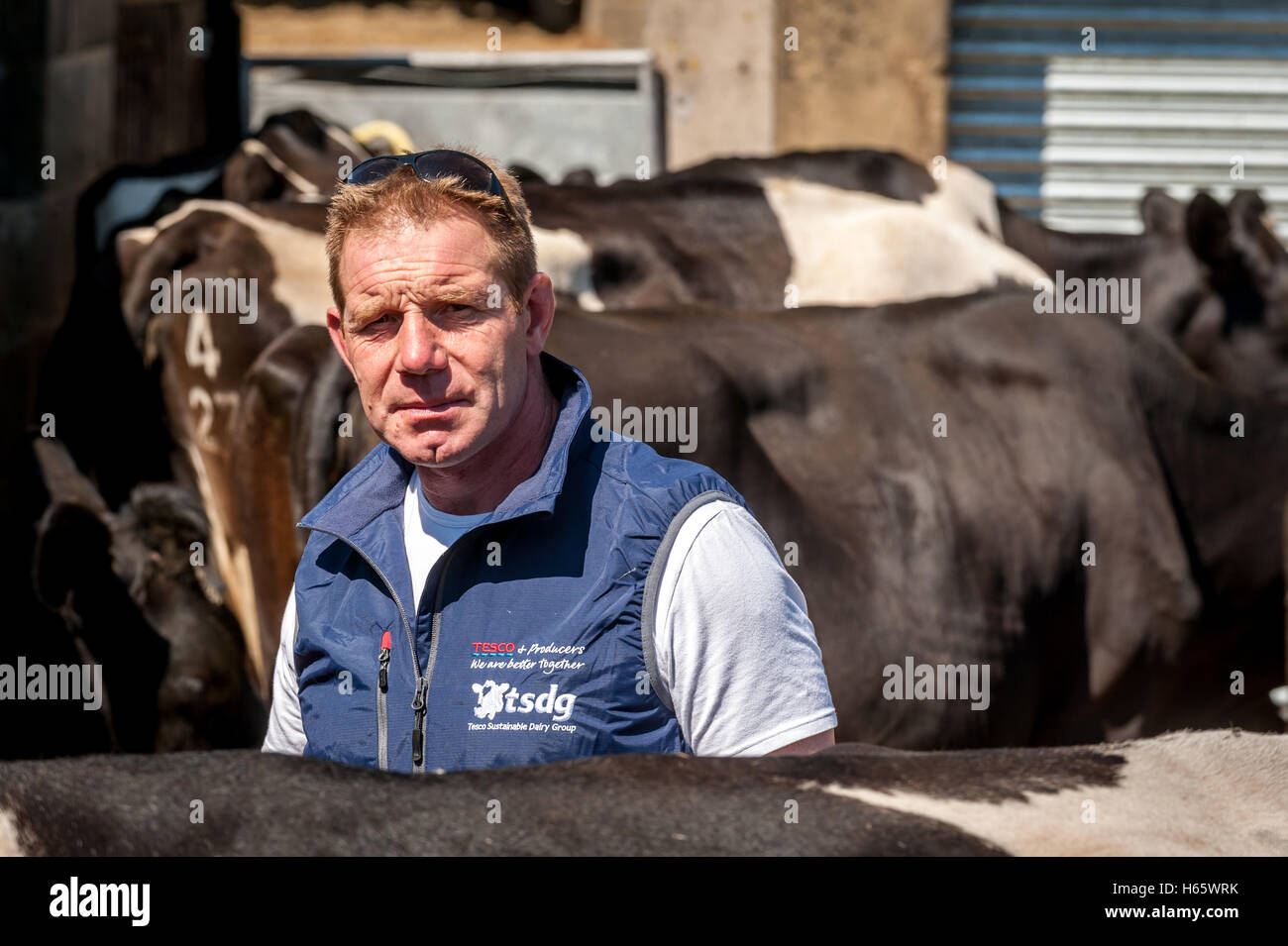 Farmer Ryan Haydon, of Offham Farm, Arundel, West Sussex, with some of ...