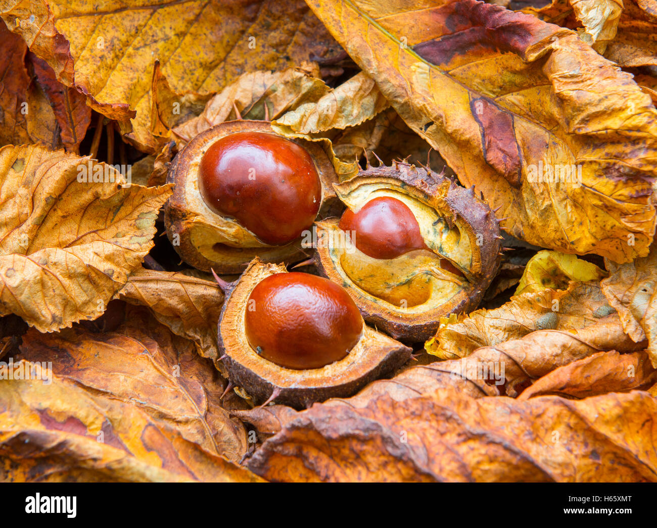 Conkers shell hi-res stock photography and images - Alamy