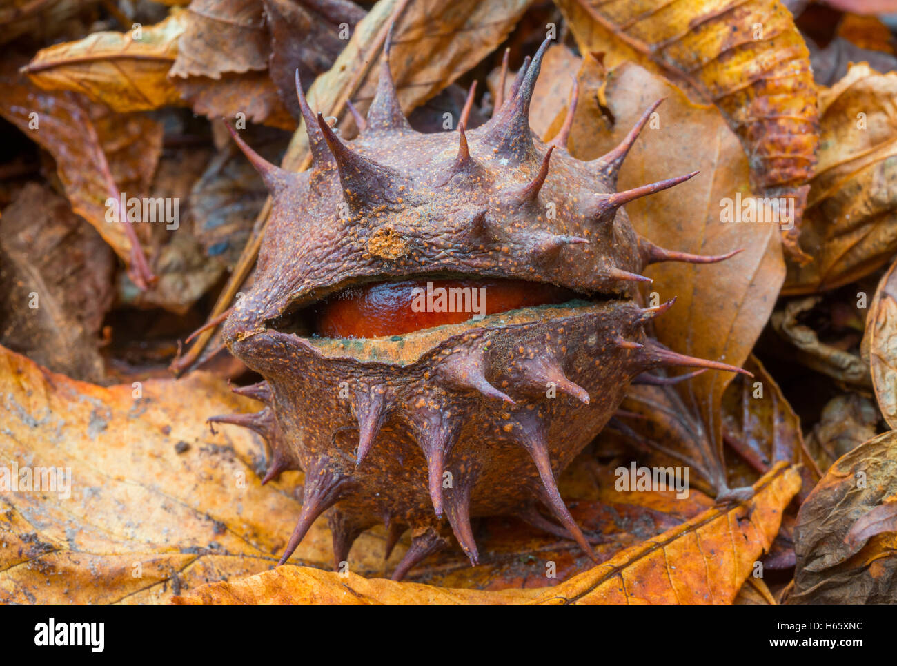 Conker tree leaves hi-res stock photography and images - Alamy