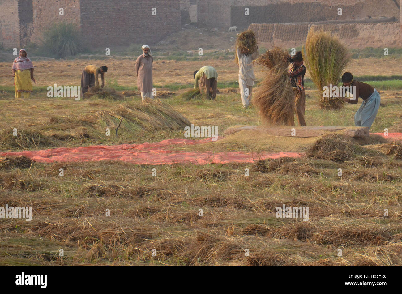 Lahore, Pakistan. 24th Oct, 2016. Pakistani farmer is working in a rice ...