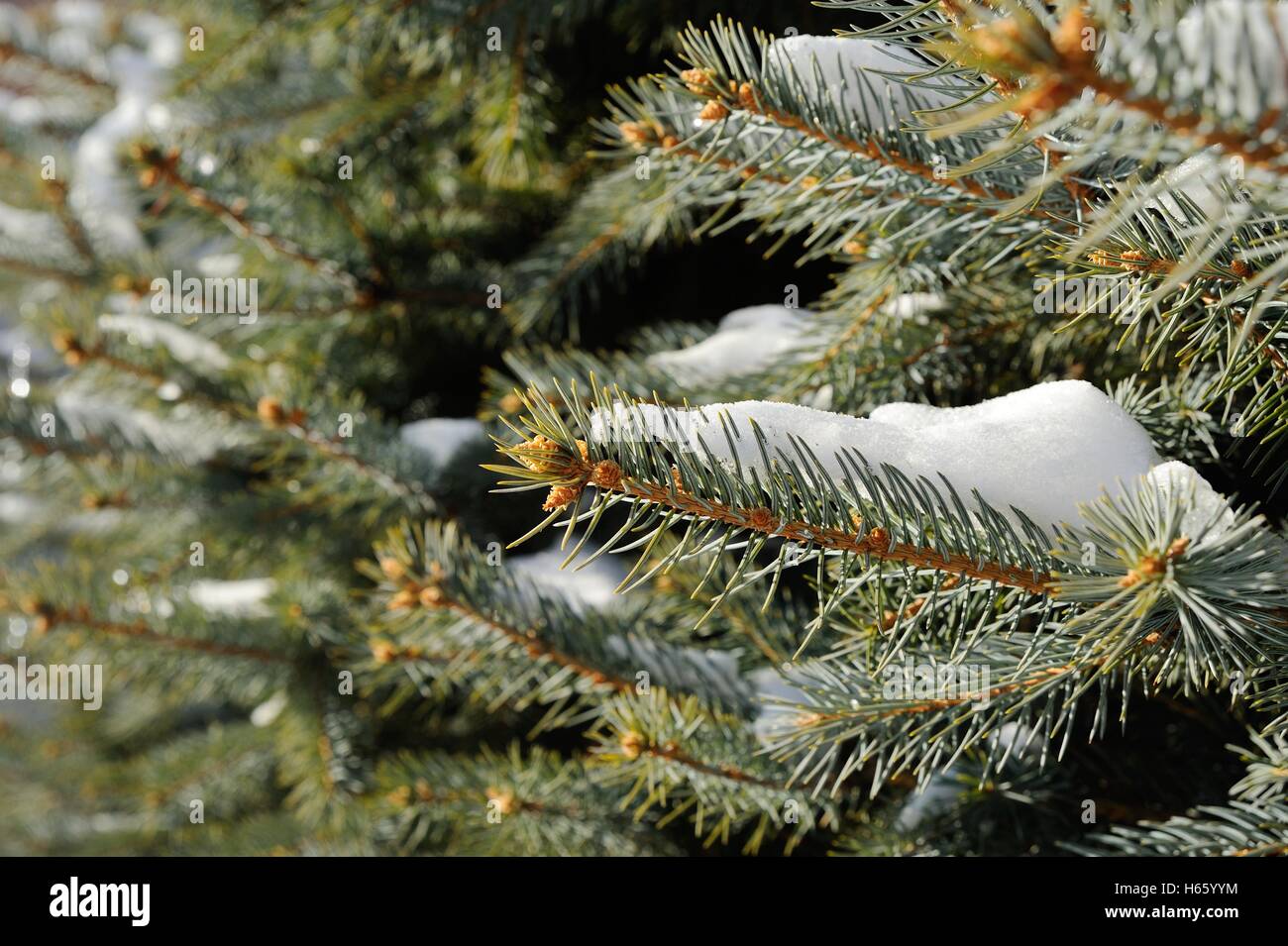 rime on the branches of spruce Stock Photo - Alamy