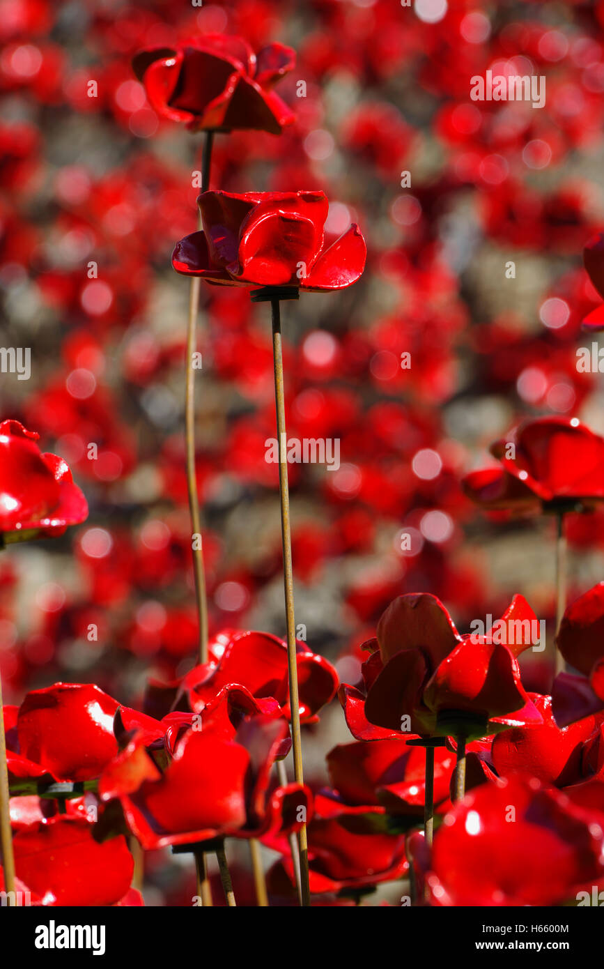 Weeping Window installation at Caernarfon Castle, Wales Stock Photo - Alamy