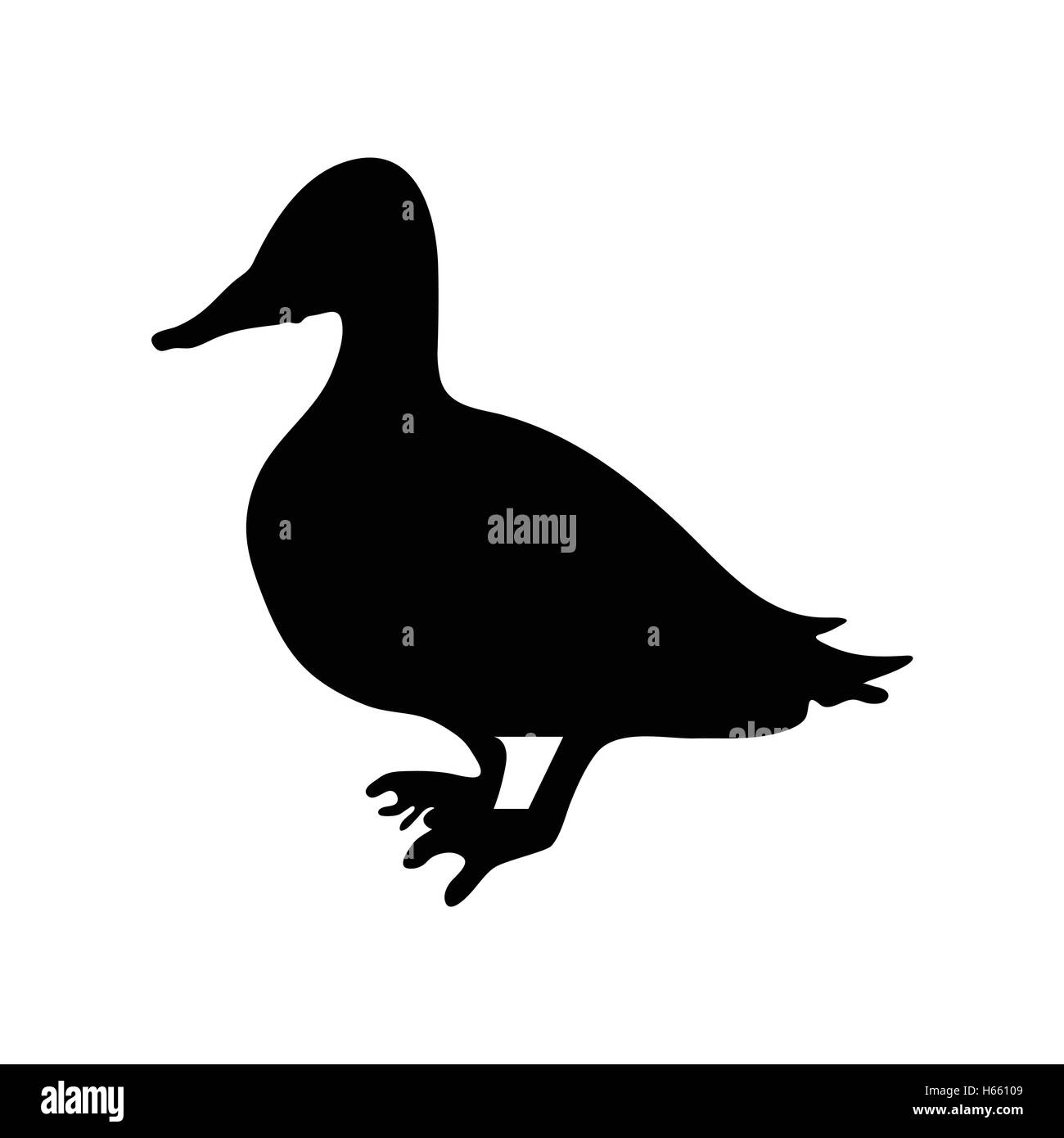 Chuck and duck hi-res stock photography and images - Alamy