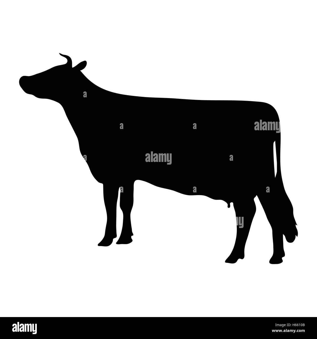 Poll cow hi-res stock photography and images - Alamy