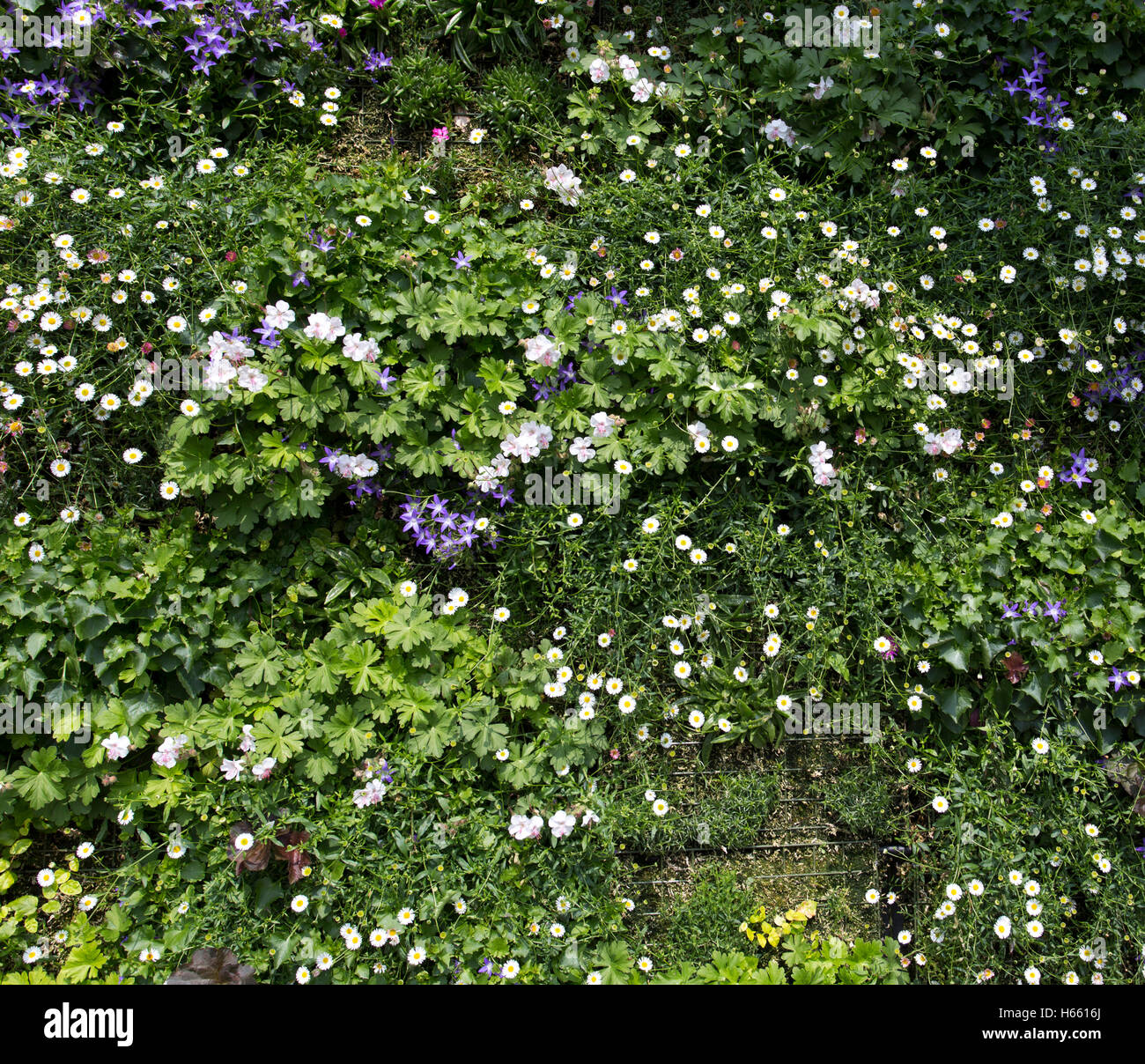 Beautiful flower wall background, Italy Stock Photo - Alamy