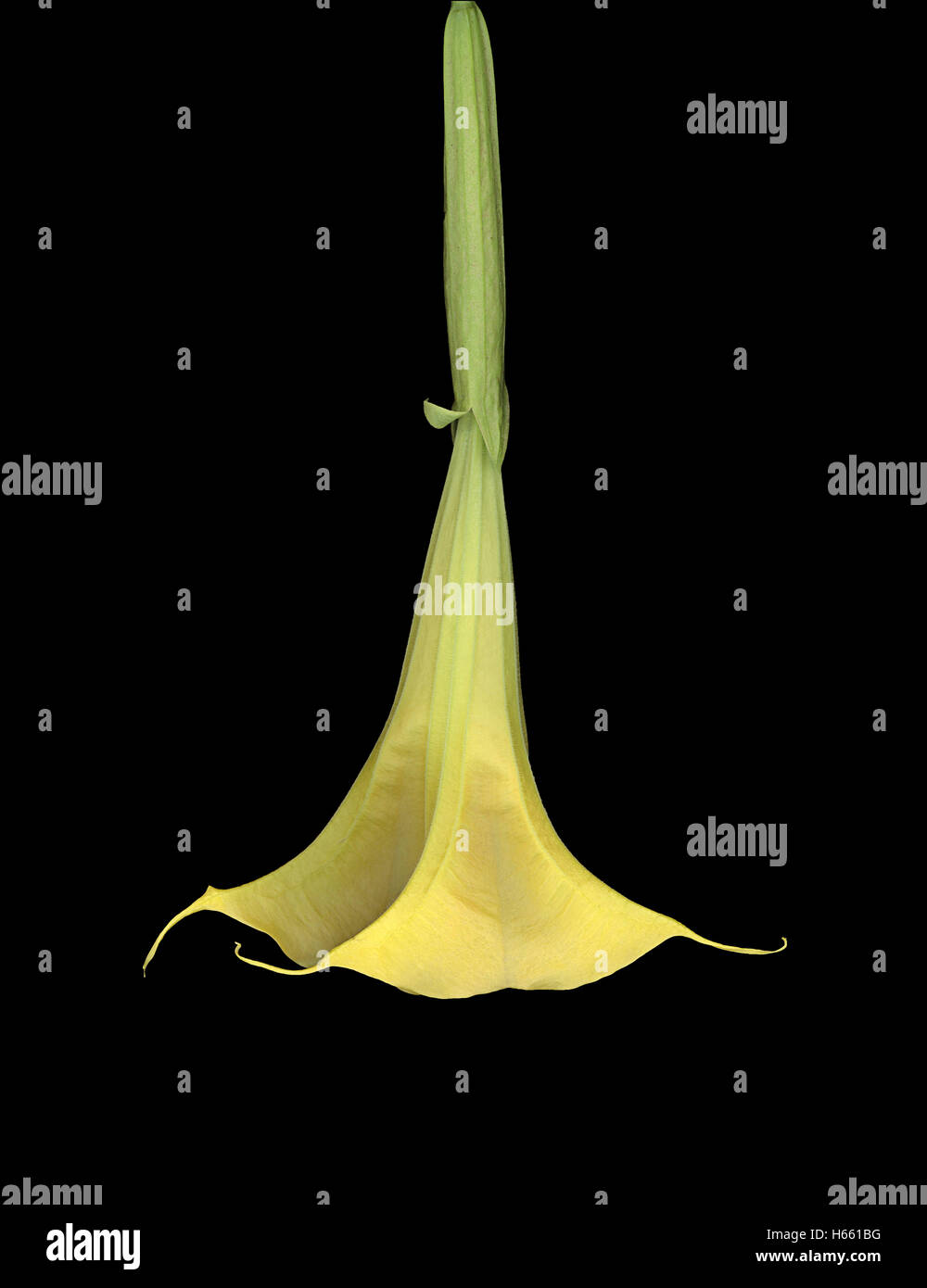 angel trumpet flowers Stock Photo - Alamy
