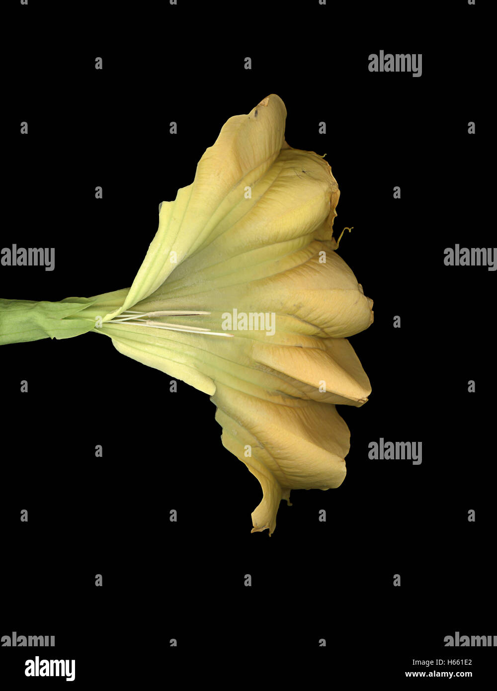 angel trumpet flower Stock Photo - Alamy