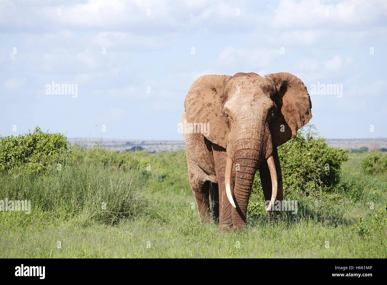 Wild male bull elephant on safari in Amboseli National Park, Kenya ...