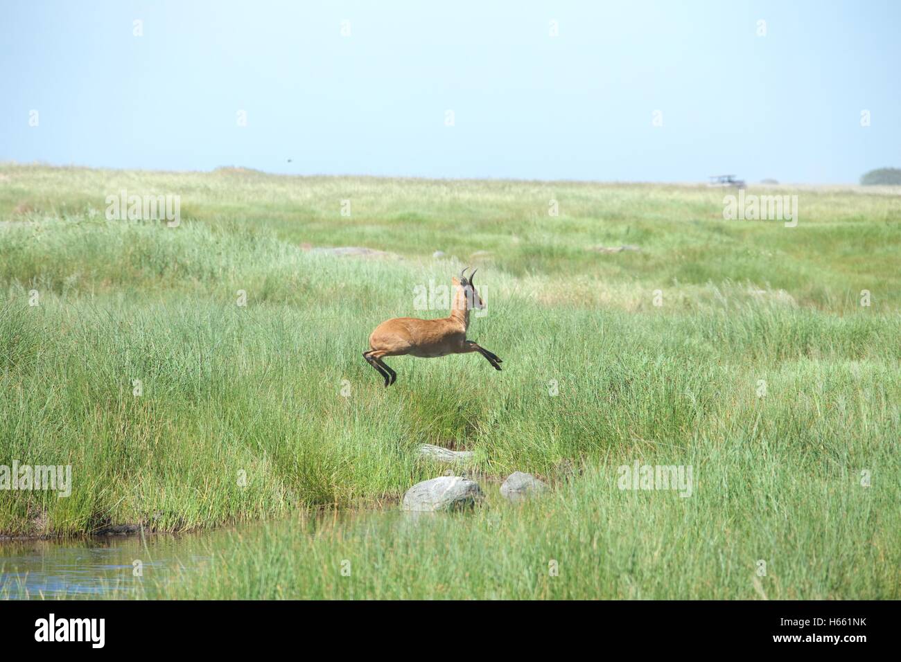 Antelope jumping hi-res stock photography and images - Alamy