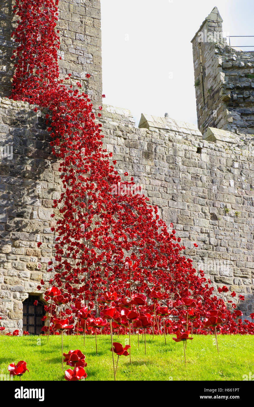 Weeping Window installation at Caernarfon Castle, Wales Stock Photo - Alamy