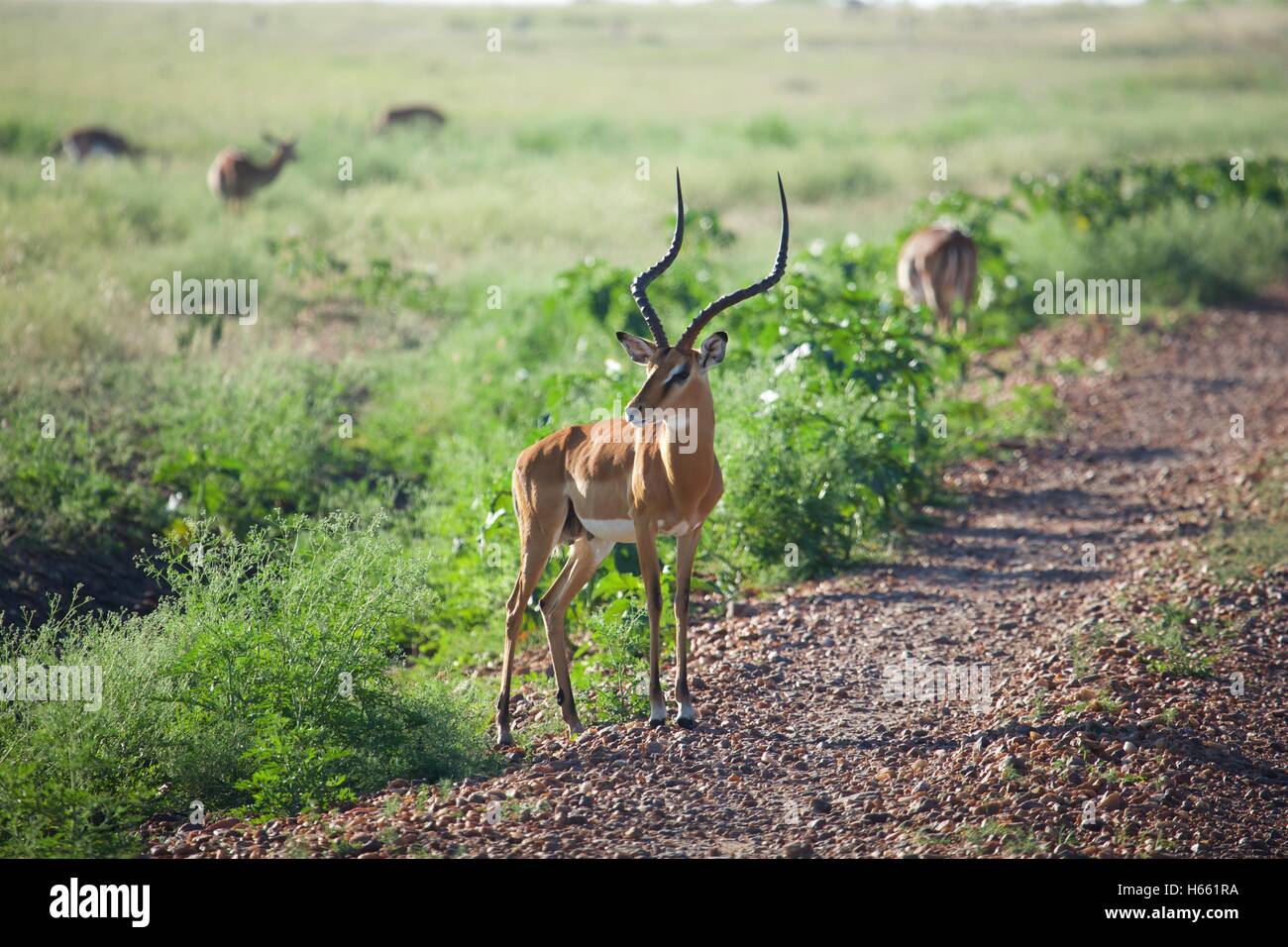 Viewing wild male impala on safari in Masai Mara, Kenya Stock Photo - Alamy