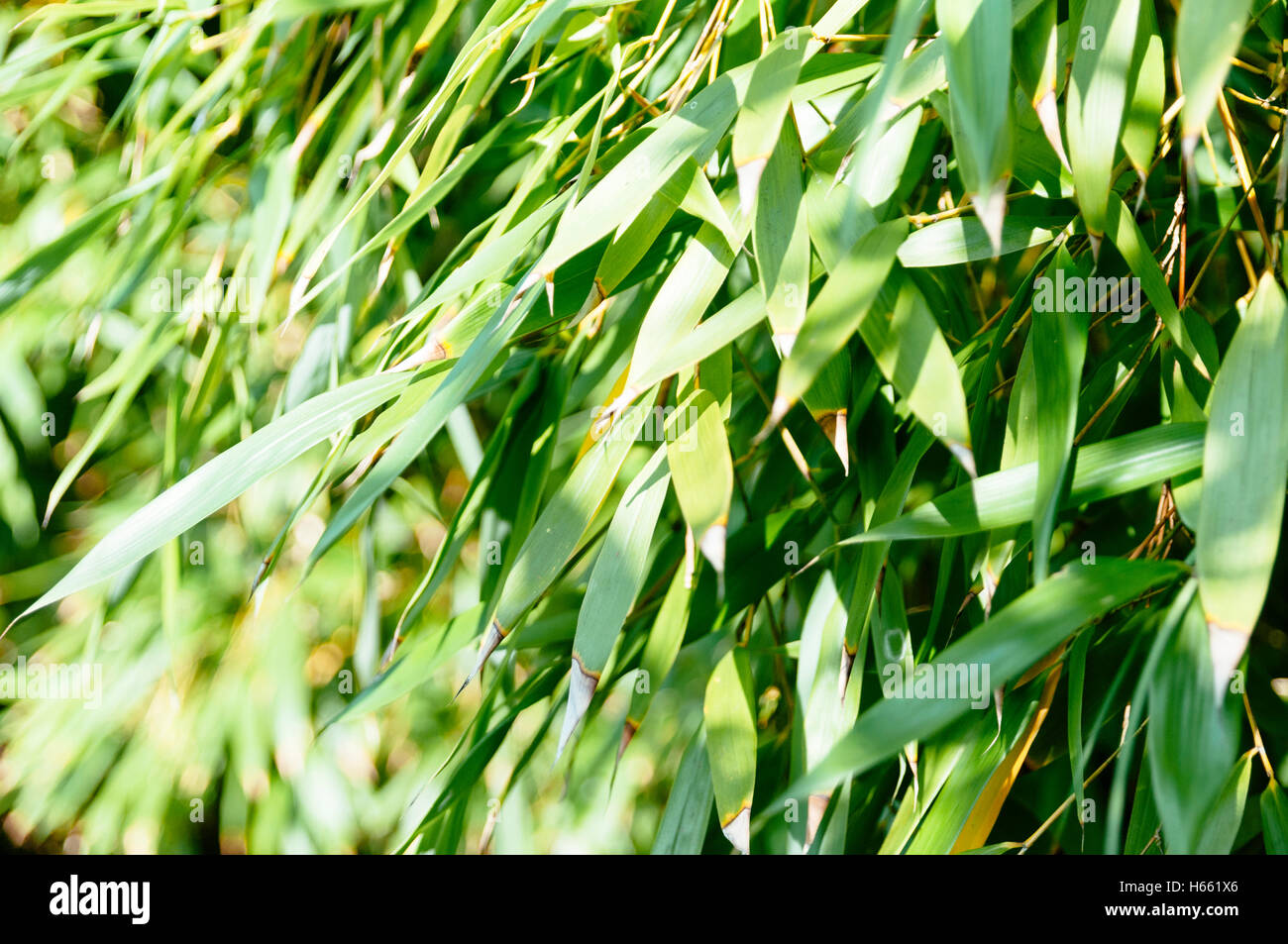 Hardiest form hi-res stock photography and images - Alamy