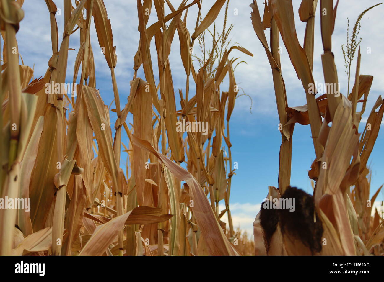 Dry corn stalk hi-res stock photography and images - Alamy