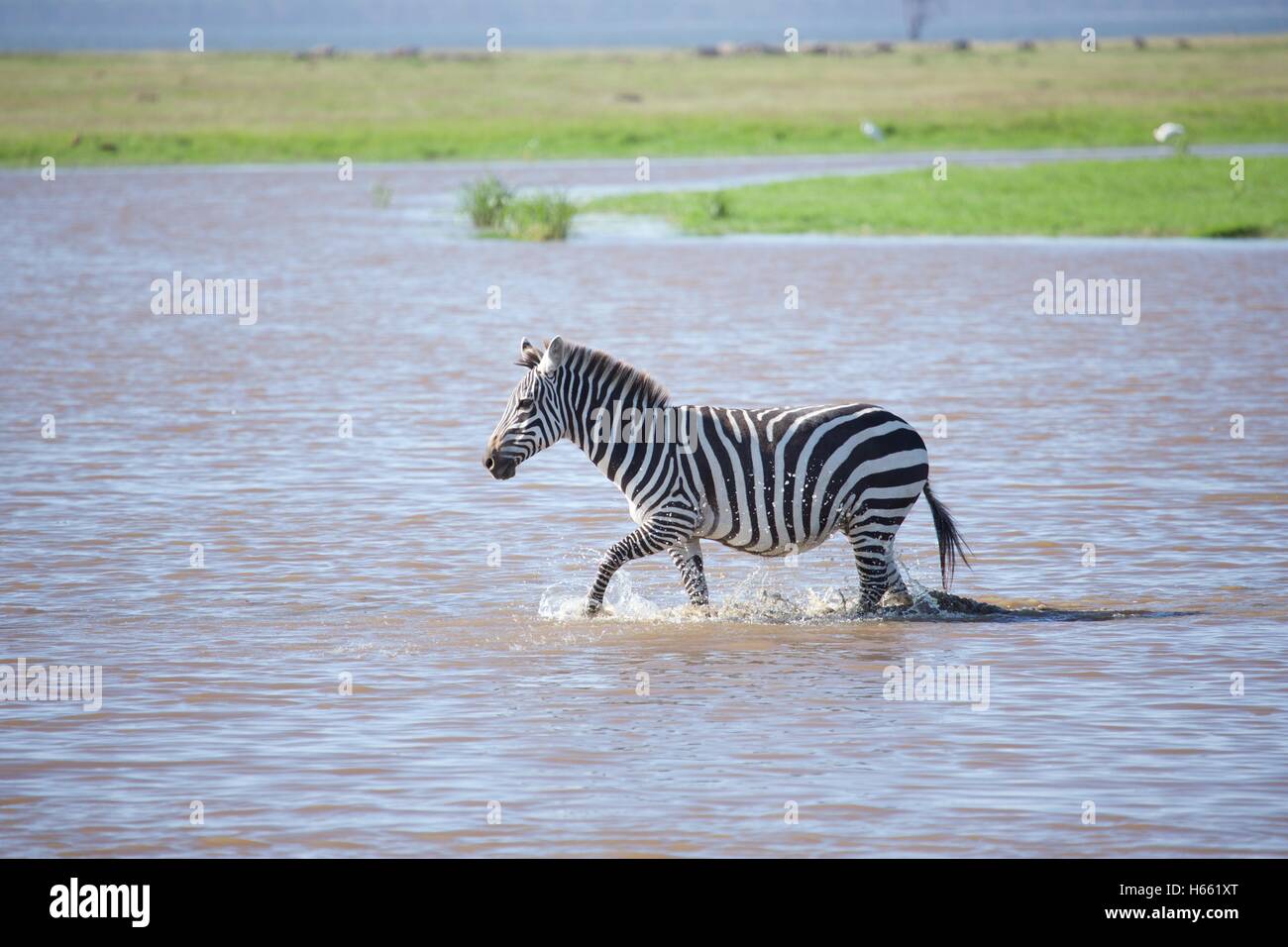 Zebra crossing a river on safari in Lake Nakuru National Park, Kenya ...