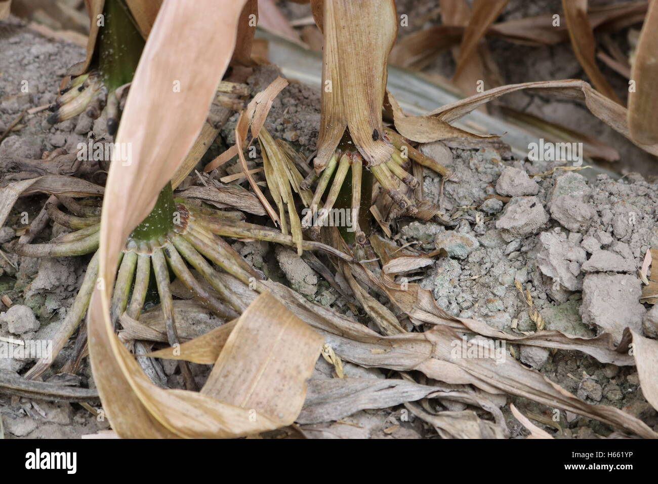 Harvest roots hi-res stock photography and images - Alamy