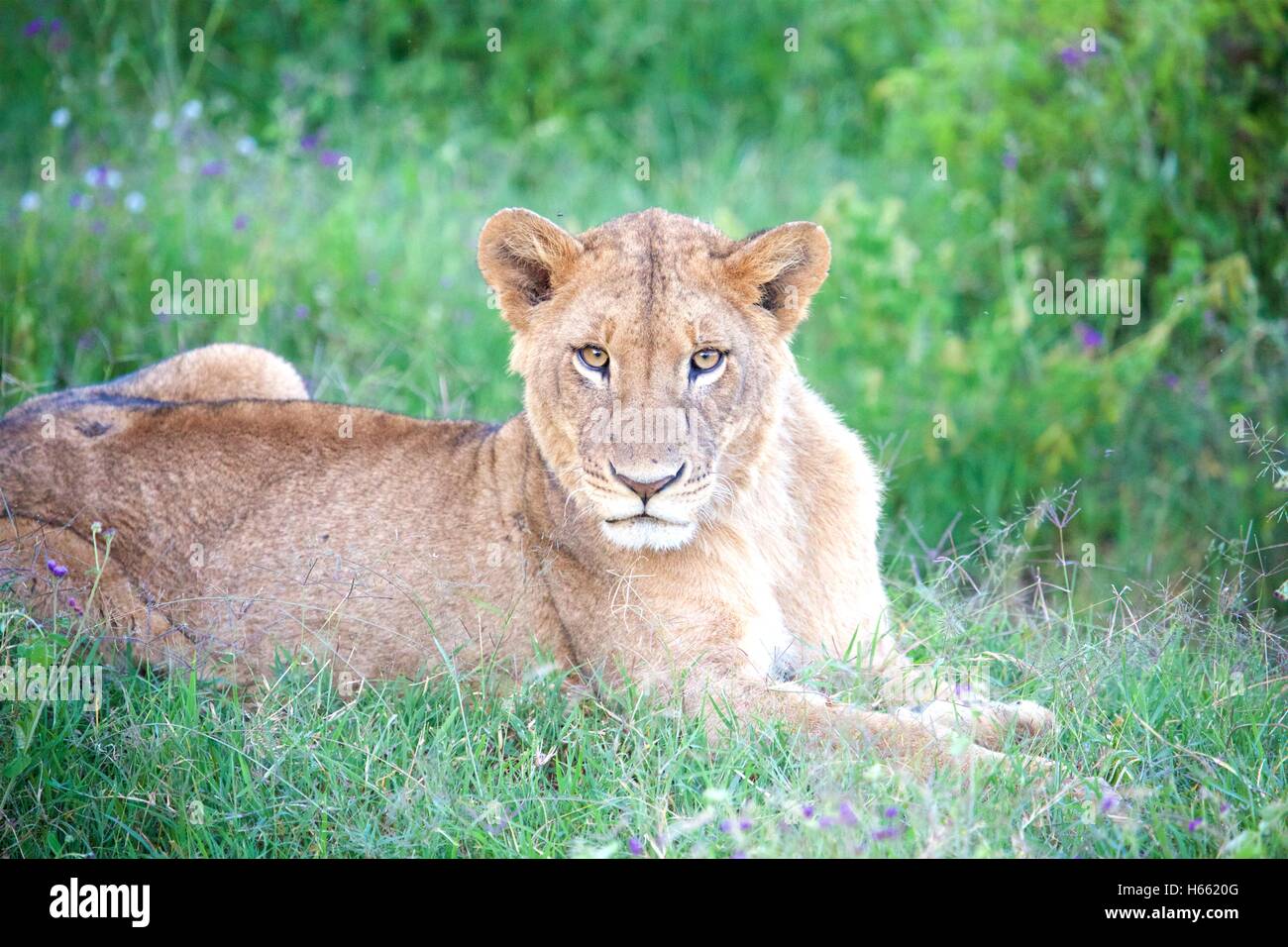 Safari lioness hi-res stock photography and images - Alamy