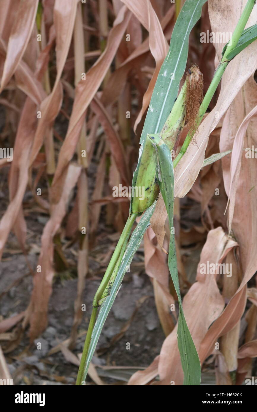 Corn stalk hi-res stock photography and images - Alamy