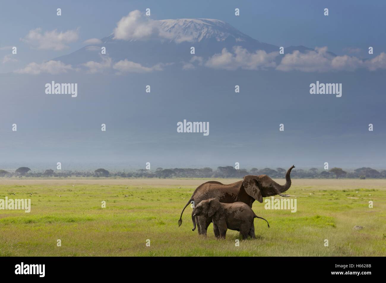On safari in Amboseli National Park, Kenya Stock Photo - Alamy