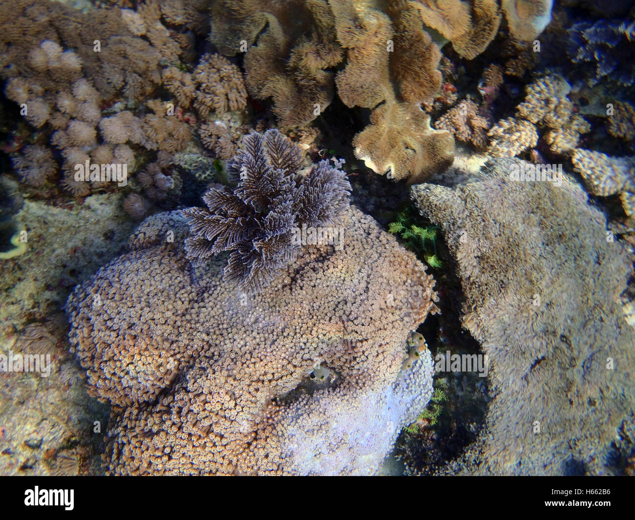 A colorful gorgonia coral, Indonesia Stock Photo - Alamy