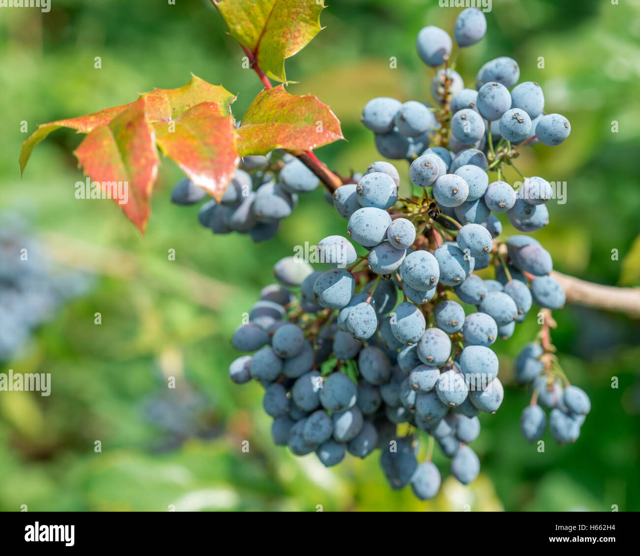 Fruits of Oregon Grape Stock Photo - Alamy