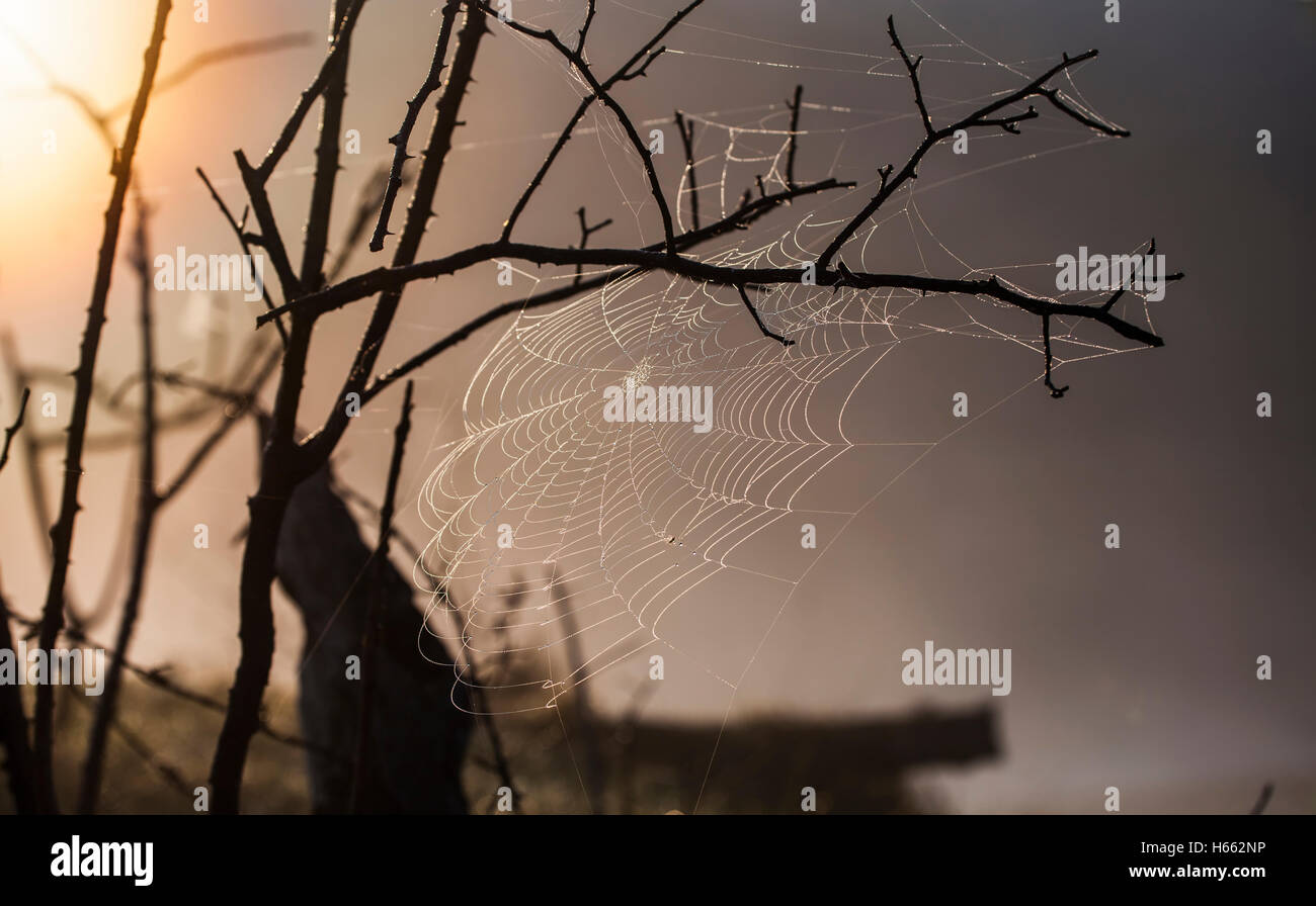 Dewy spider web on a tree Stock Photo - Alamy