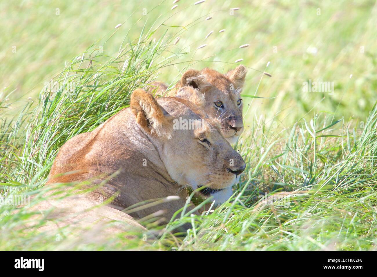 On safari in Serengeti National Park, Tanzania Stock Photo - Alamy